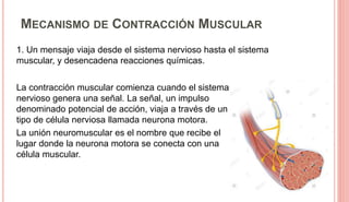 Papel del Calcio en el Mecanismo de Contracción Muscular.pptx