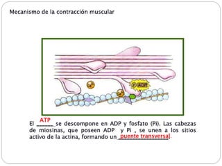contraccion muscular BIOFISICA_AÑO2023.01
