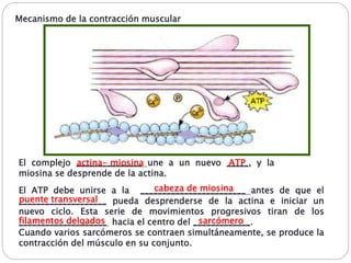 contraccion muscular BIOFISICA_AÑO2023.01