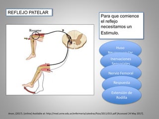 Contraccion muscular | PPTX