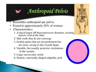 Types of pelvis and contracted pelvis ppt | PPT