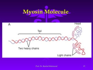 Contractile mechanism of skeletal muscle 1 | PPT