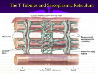 Contractile mechanism of skeletal muscle 1 | PPT