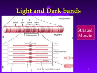 Contractile mechanism of skeletal muscle 1 | PPT