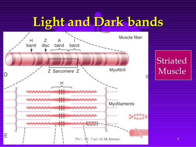 Contractile mechanism of skeletal muscle 1