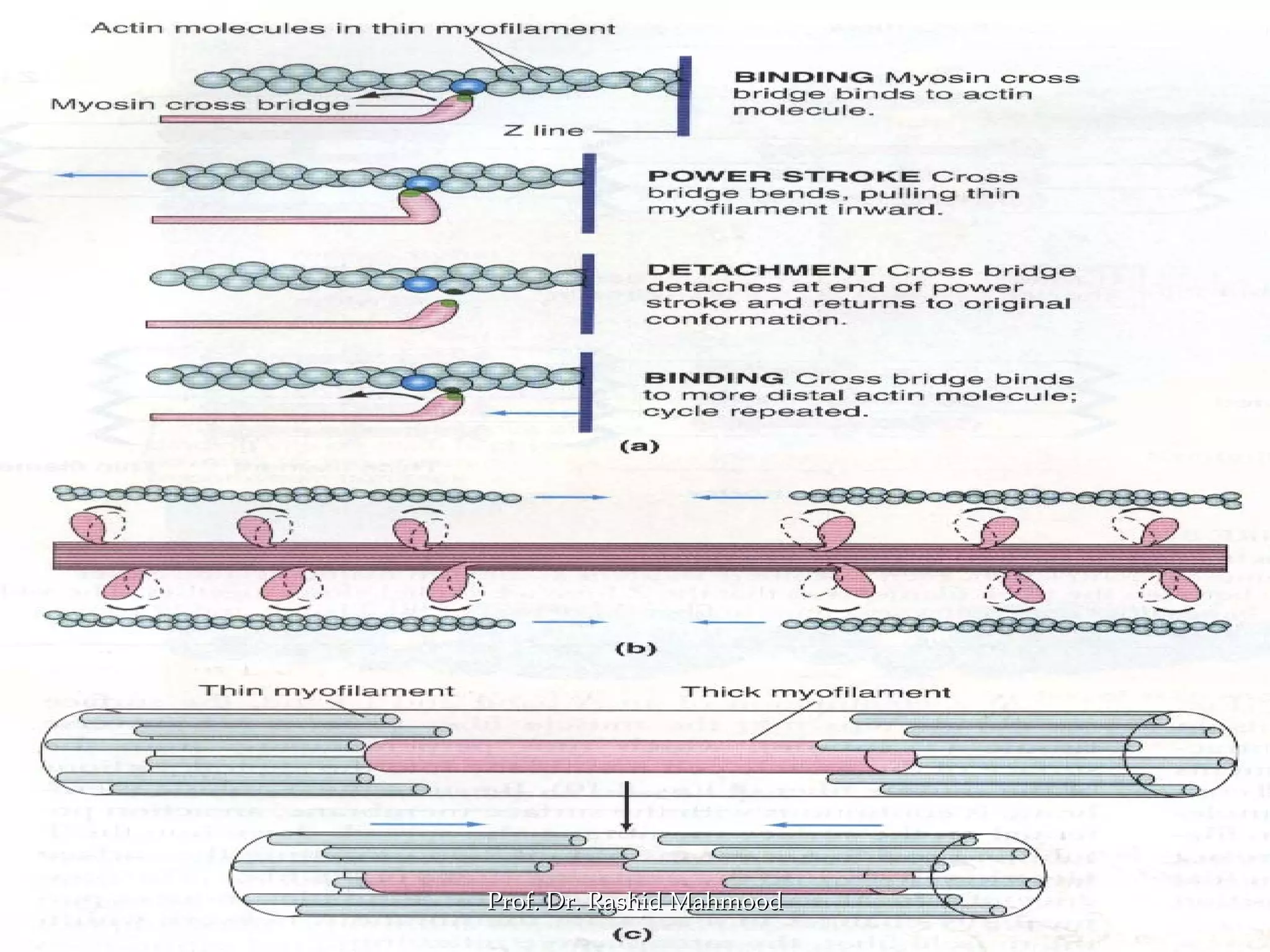 Contractile mechanism of skeletal muscle 2 | PPT