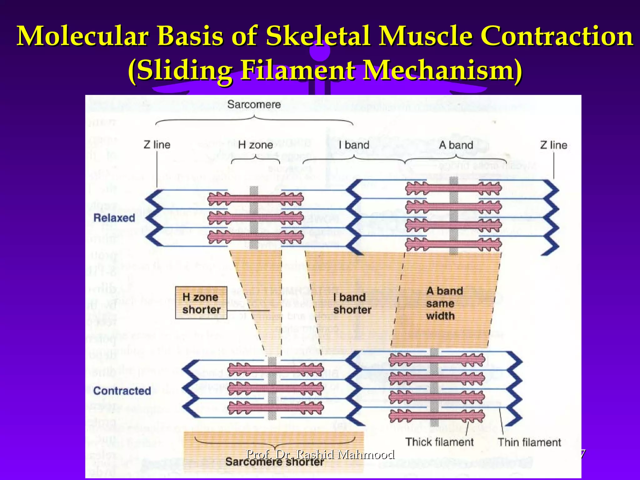Contractile mechanism of skeletal muscle 2 | PPT