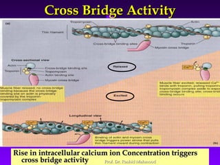 Contractile mechanism of skeletal muscle 2 | PPT