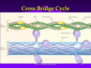 Contractile mechanism of skeletal muscle 2 | PPT
