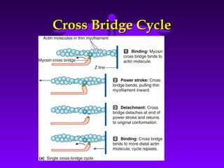 Contractile mechanism of skeletal muscle 2 | PPT