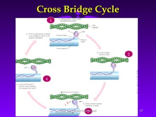 Contractile mechanism of skeletal muscle 2 | PPT