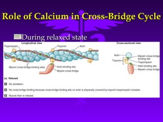 Contractile mechanism of skeletal muscle 2 | PPT