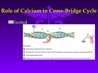 Contractile mechanism of skeletal muscle 2 | PPT