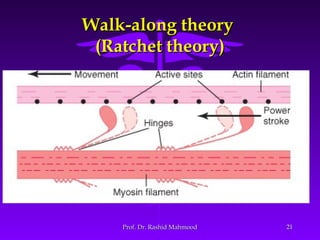 Contractile mechanism of skeletal muscle 2 | PPT