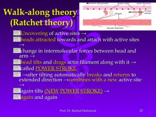 Contractile mechanism of skeletal muscle 2 | PPT