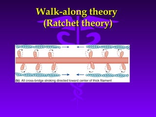 Contractile mechanism of skeletal muscle 2 | PPT