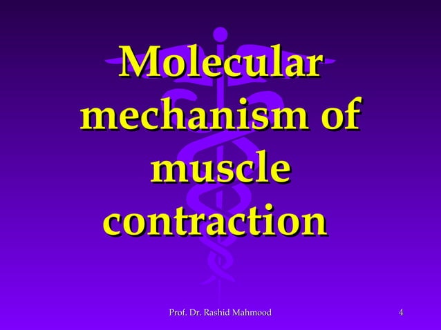 Contractile mechanism of skeletal muscle 2 | PPT