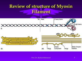 Contractile mechanism of skeletal muscle 2 | PPT