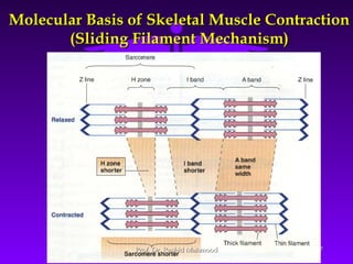 Contractile mechanism of skeletal muscle 2 | PPT