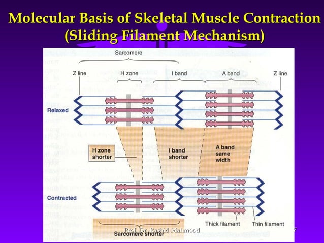 Contractile mechanism of skeletal muscle 2 | PPT