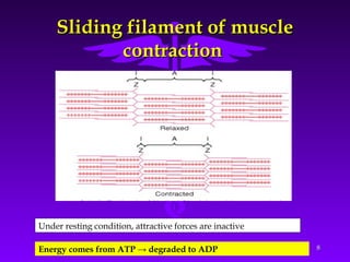 Contractile mechanism of skeletal muscle 2 | PPT