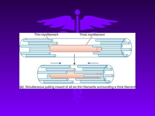 Contractile mechanism of skeletal muscle 2 | PPT