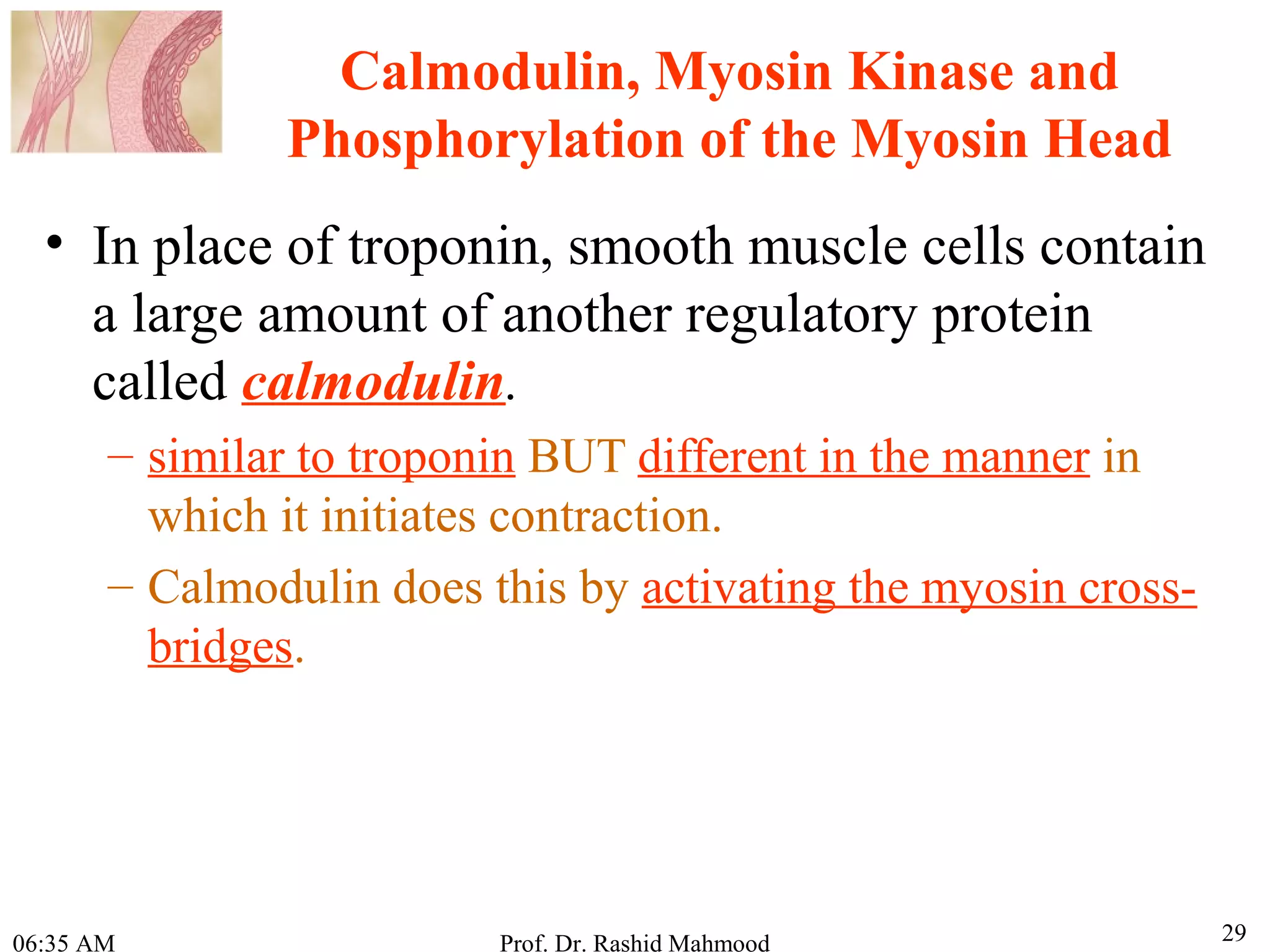 Contractile mechanism of smooth muscle | PPT