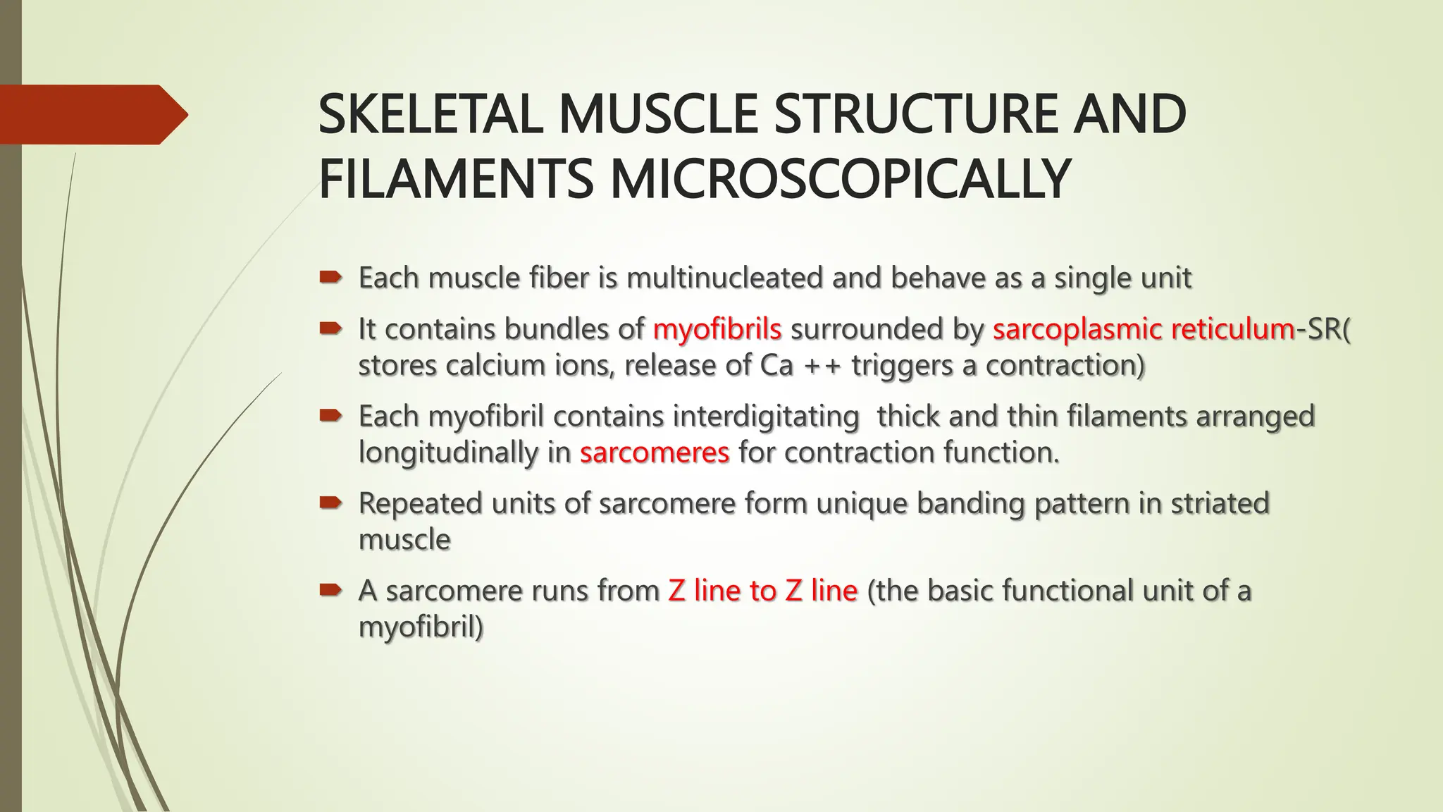 CONTRACTILE TISSUES. medical physiologyptx | PPTX
