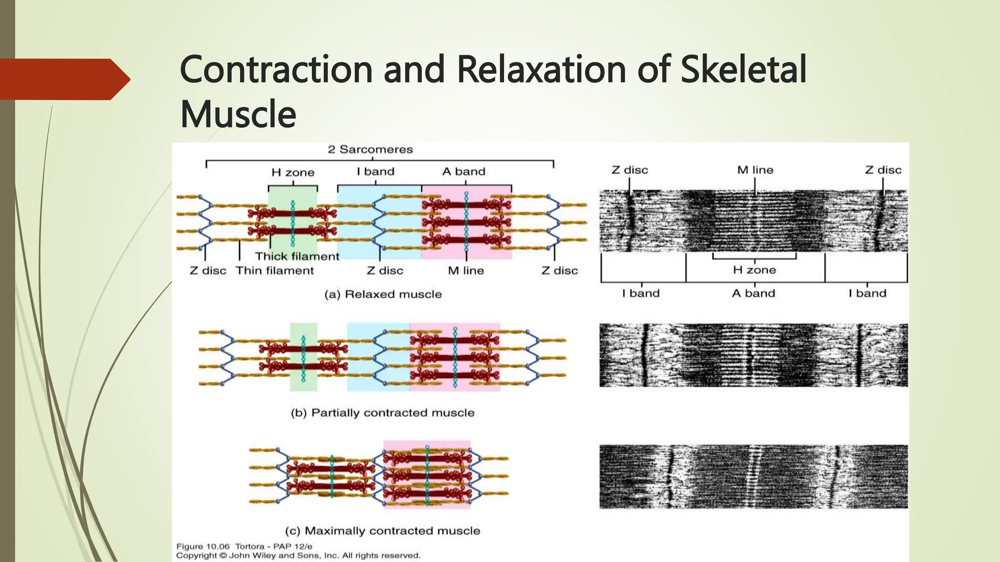 CONTRACTILE TISSUES. medical physiologyptx | PPTX