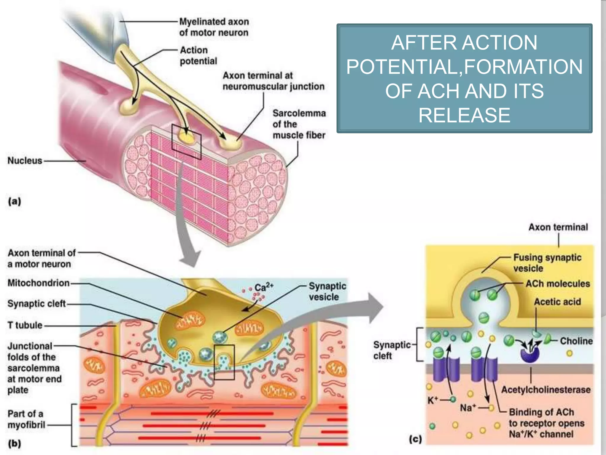 Contraction of skeletal and smooth muscles | PPTX