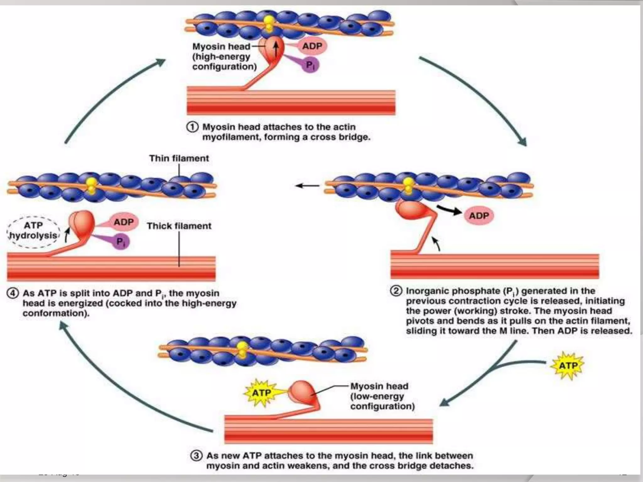Contraction of skeletal and smooth muscles | PPTX