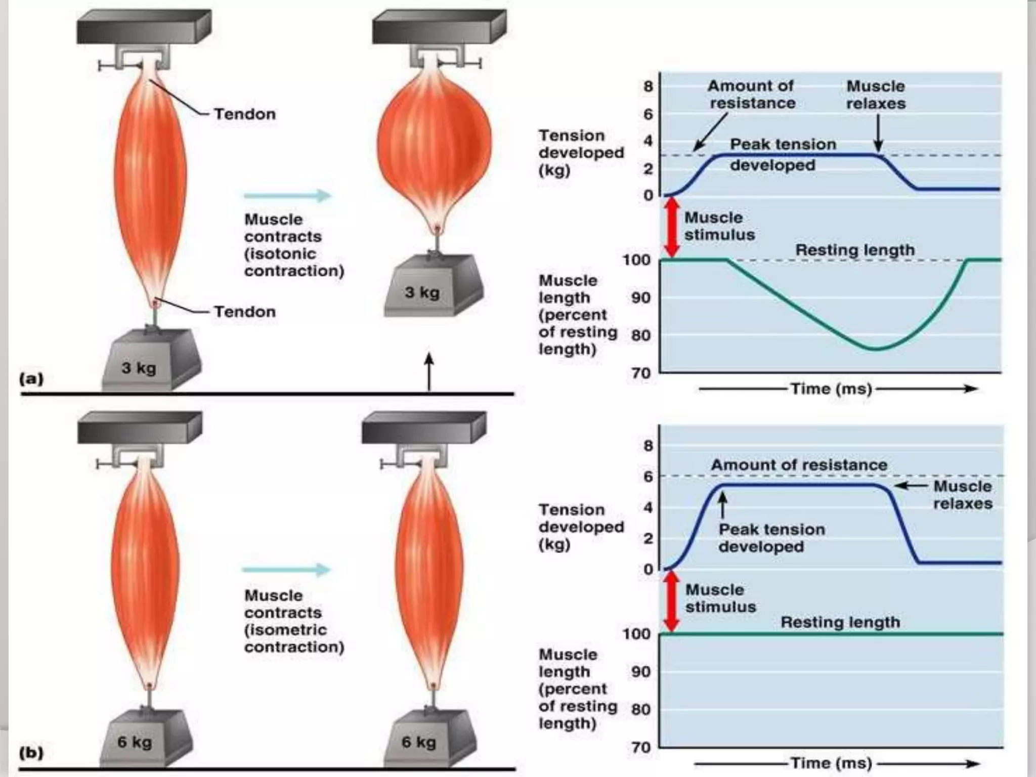 Contraction of skeletal and smooth muscles | PPTX