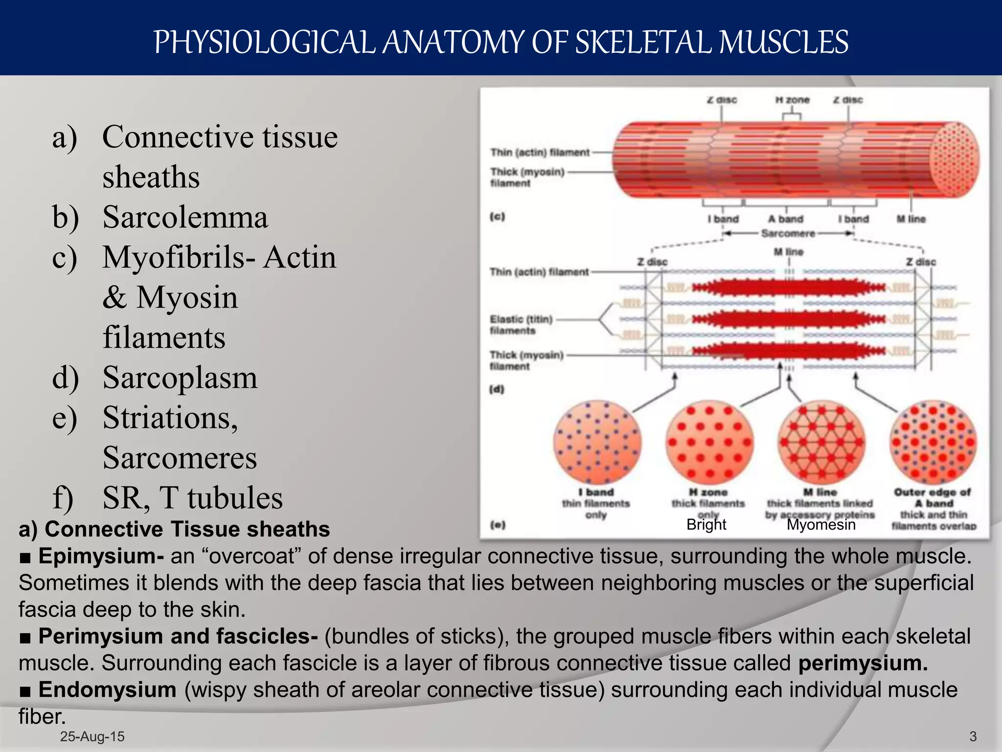 Contraction of skeletal and smooth muscles | PPTX