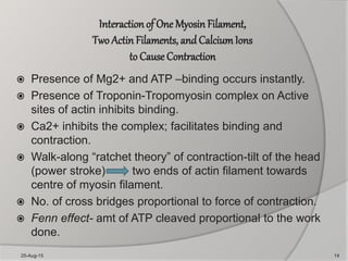 Contraction of skeletal and smooth muscles | PPTX