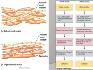 Contraction of skeletal and smooth muscles | PPTX