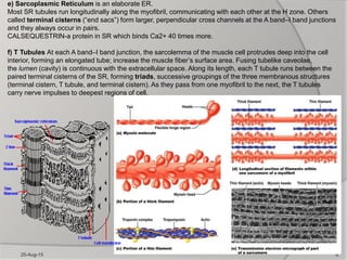 Contraction of skeletal and smooth muscles | PPTX