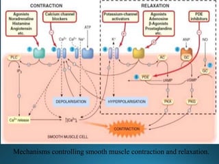 Contraction and relaxtaion of vascular smooth muscle | PPTX