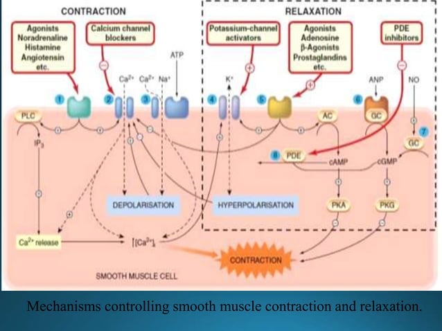 Contraction and relaxtaion of vascular smooth muscle | PPT