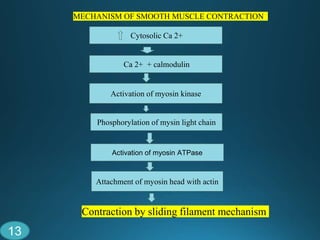 Contraction and relaxtaion of vascular smooth muscle | PPTX