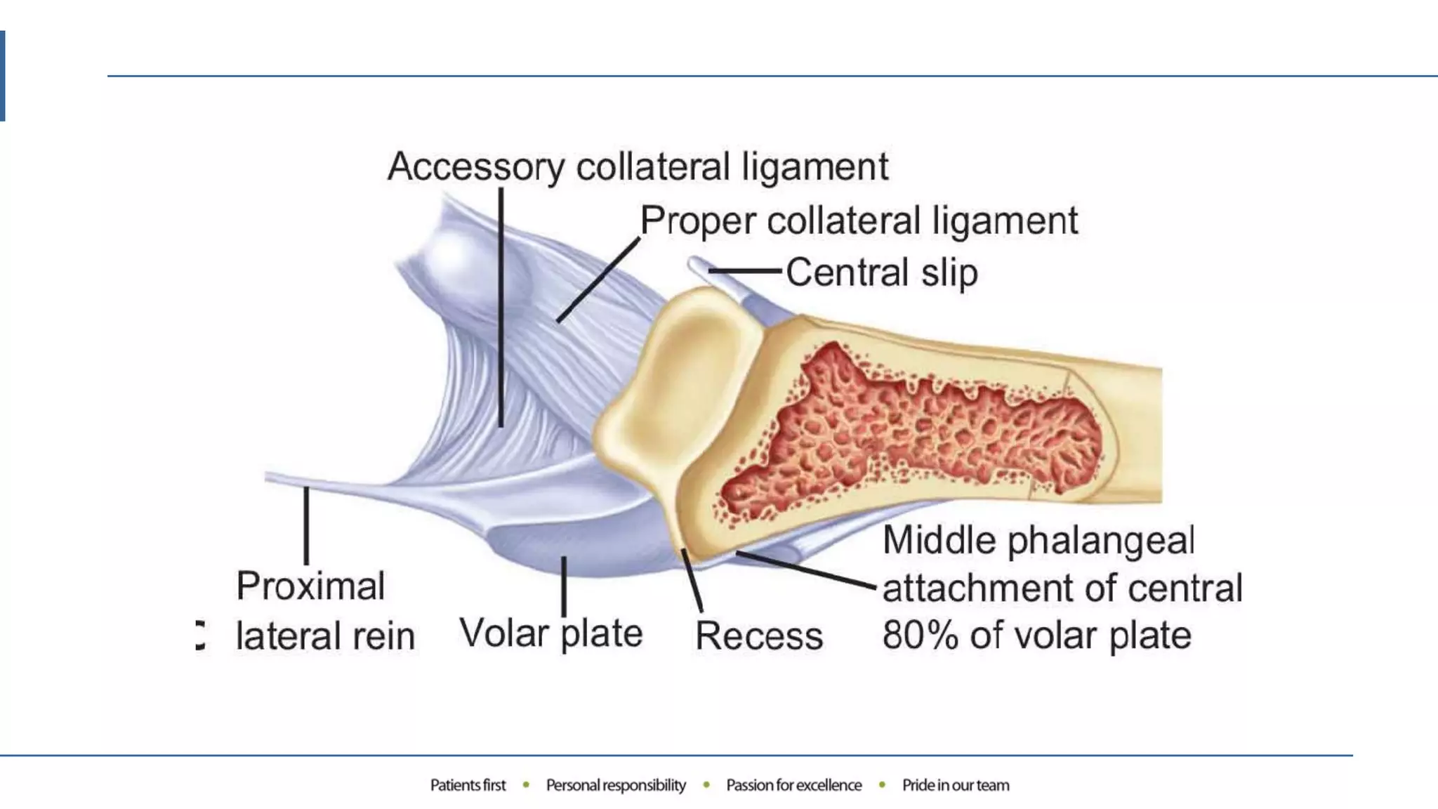 Posttraumatic Metacarpophalangeal and Proximal Interphalangeal Joint ...