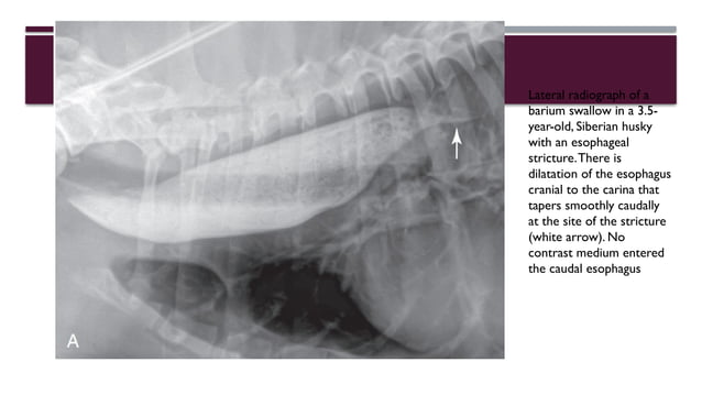 contrast radiography - diagnostic imaging.pptx
