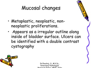 Contrast radiography of bladder and urethra by Dr. Pavulraj. S | PDF