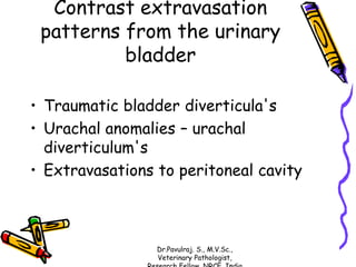 Contrast radiography of bladder and urethra by Dr. Pavulraj. S | PDF