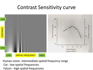 Contrast sensitivity | PPTX