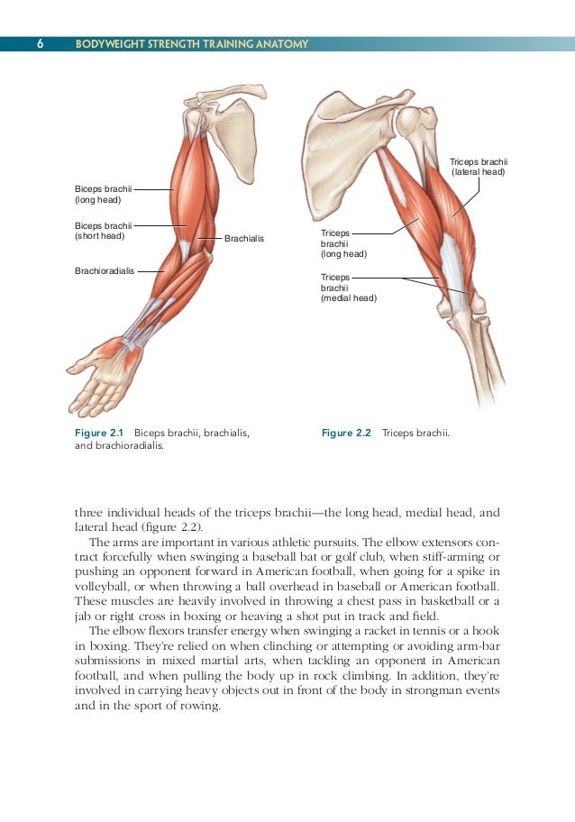 Triceps Brachii Medial Head