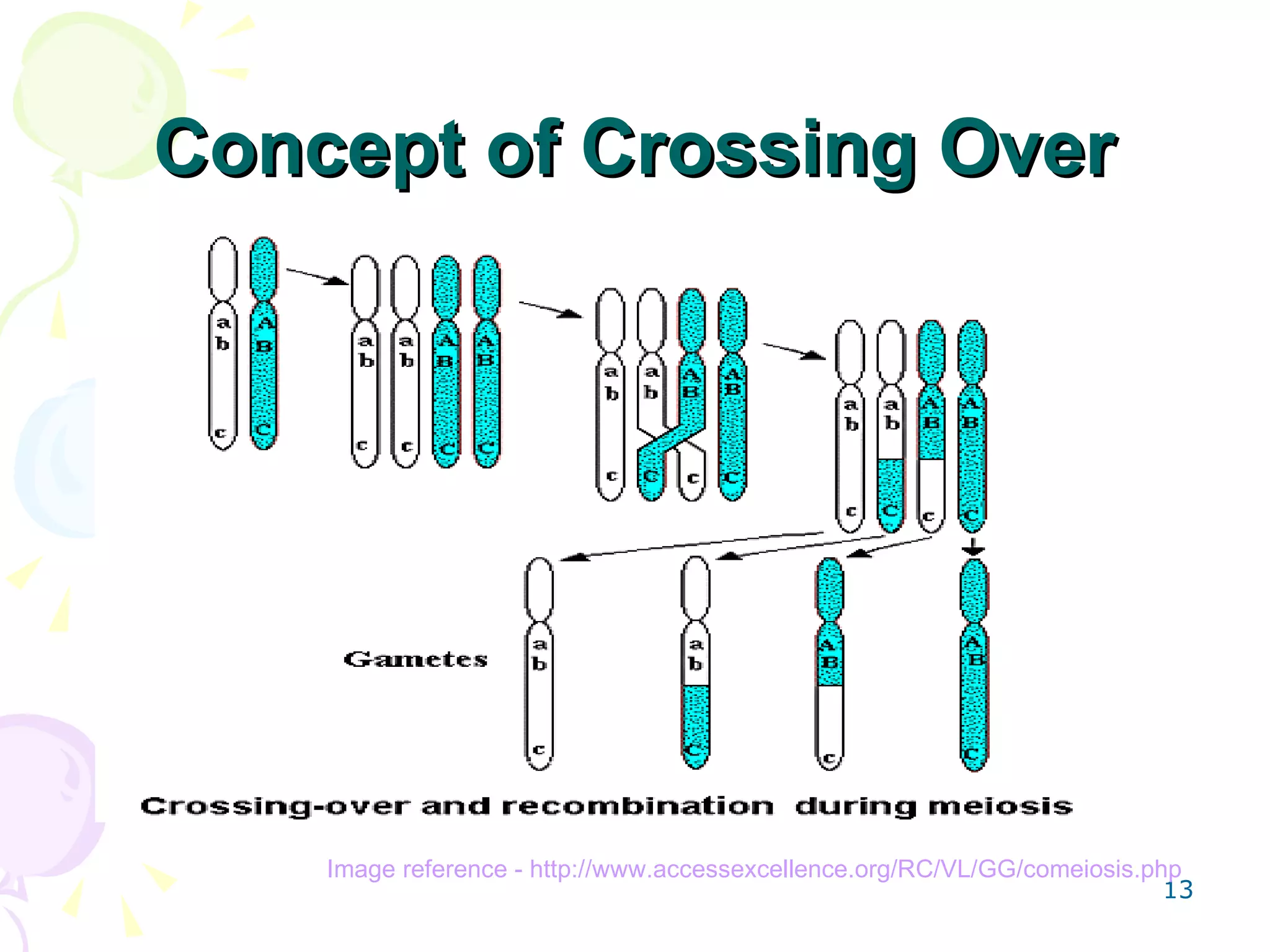 Contribution of crossing over and random assortment to | PPT