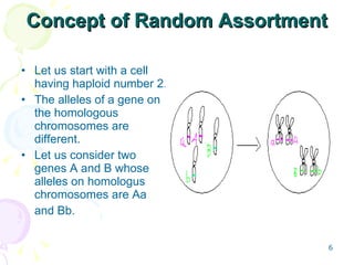 Contribution of crossing over and random assortment to | PPT