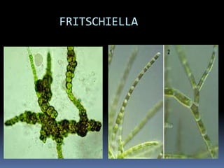 Contribution of indian phycologists in the development of phycology. | PPTX