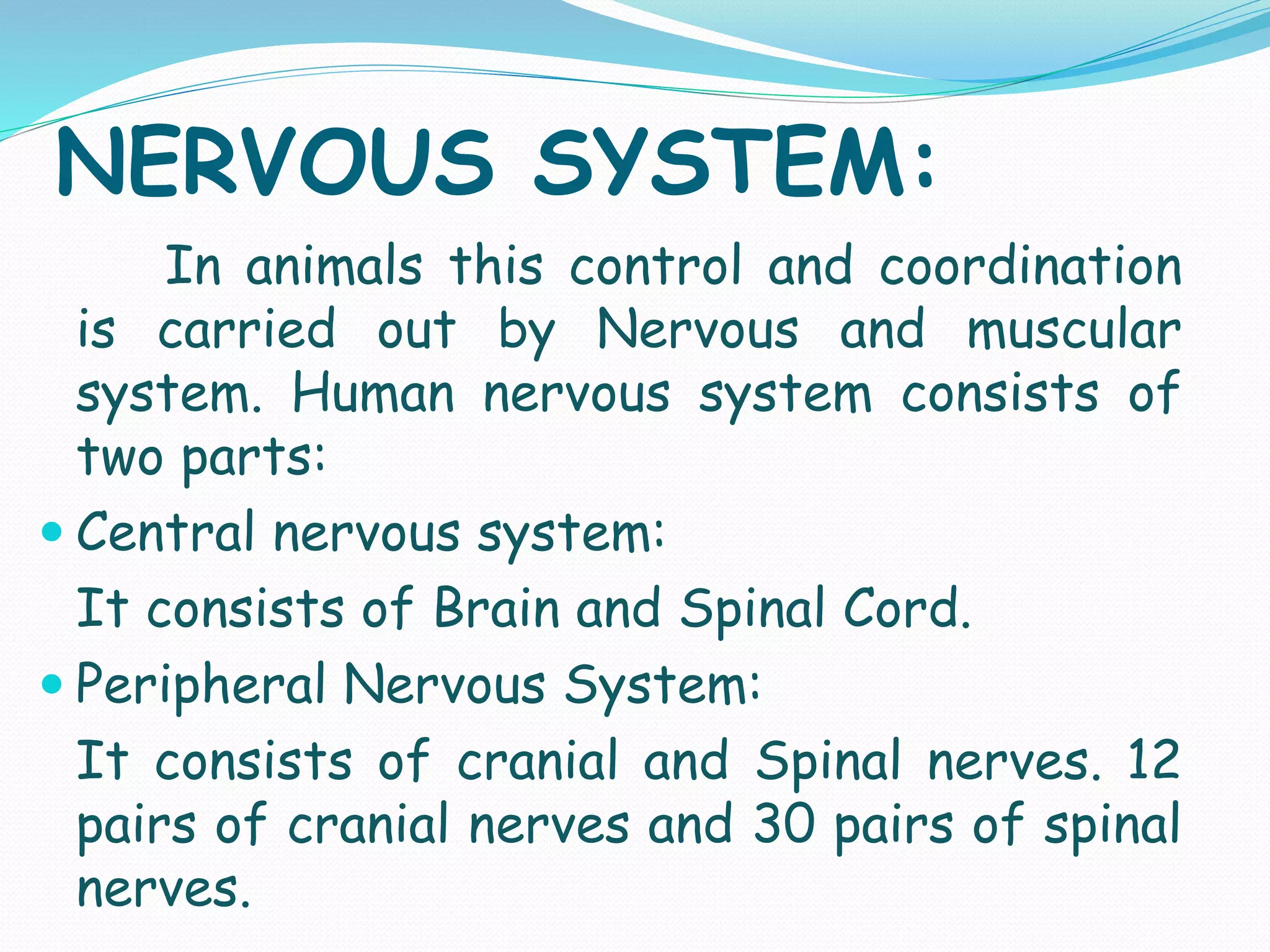 Control and Coordination | PPTX