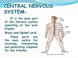 Control and Coordination | PPTX